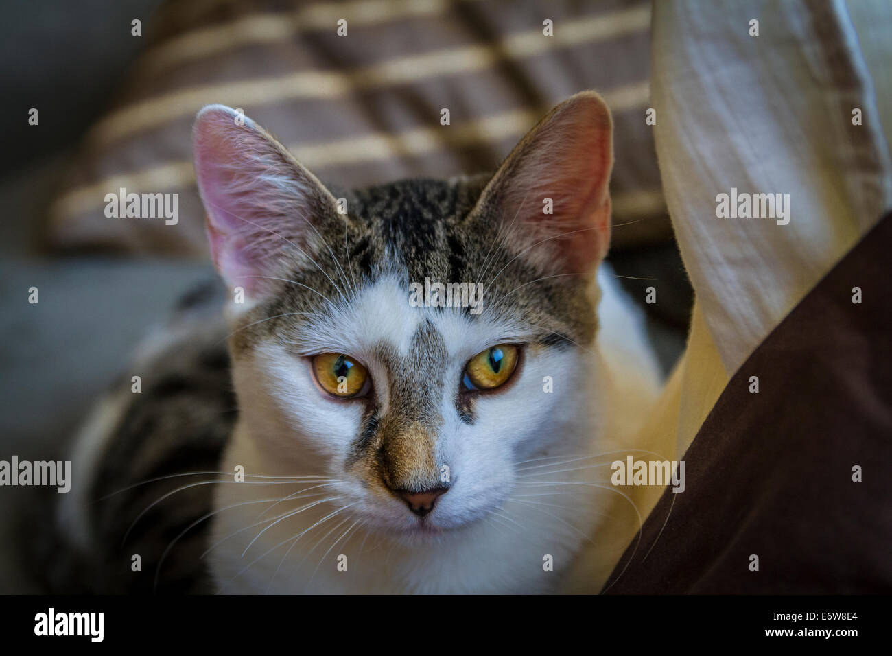 A beautiful Golden Eyed Adolescent cat Stock Photo - Alamy