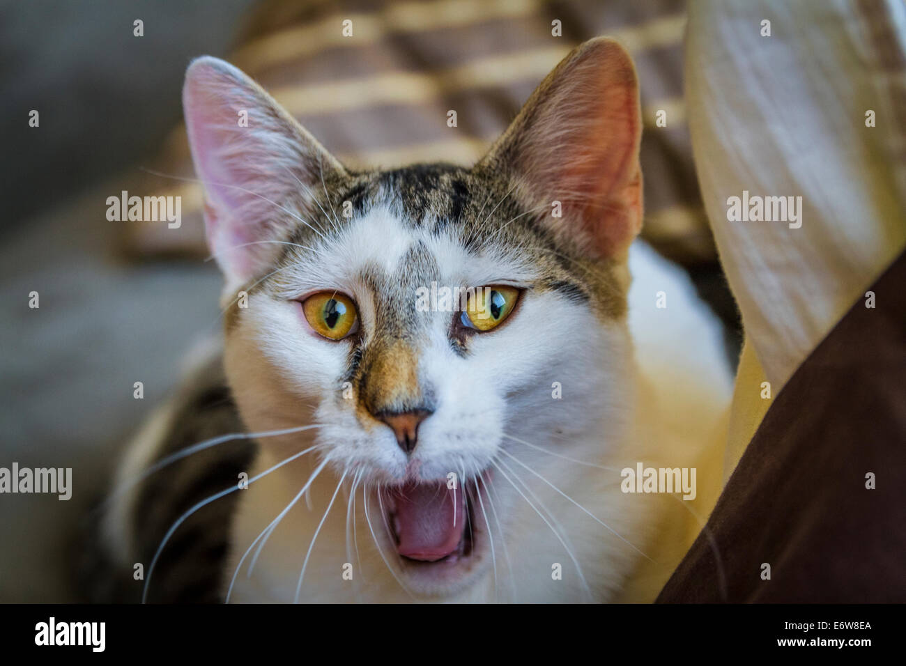 A beautiful Golden Eyed Adolescent cat Stock Photo - Alamy