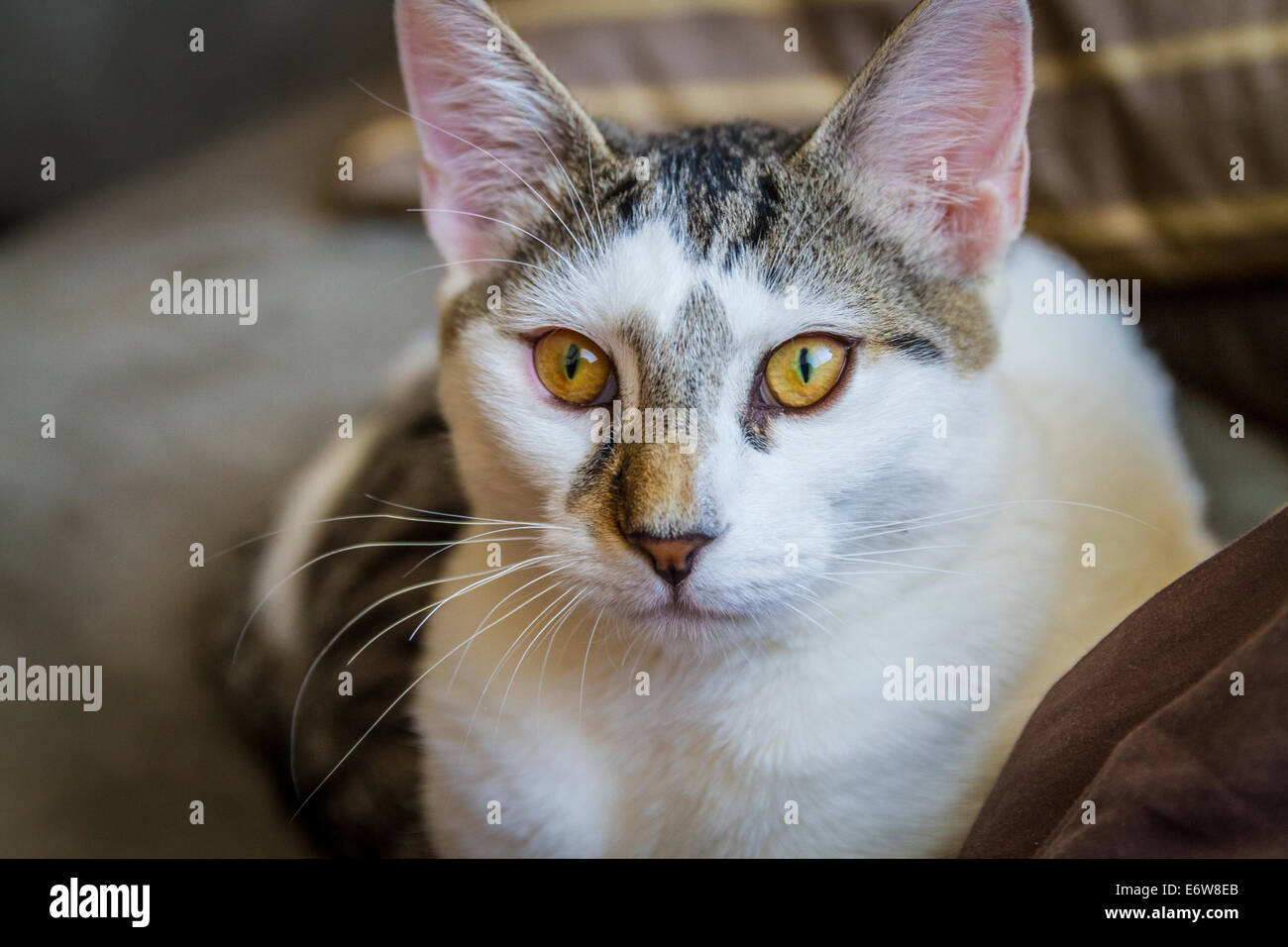 A beautiful Golden Eyed Adolescent cat Stock Photo - Alamy