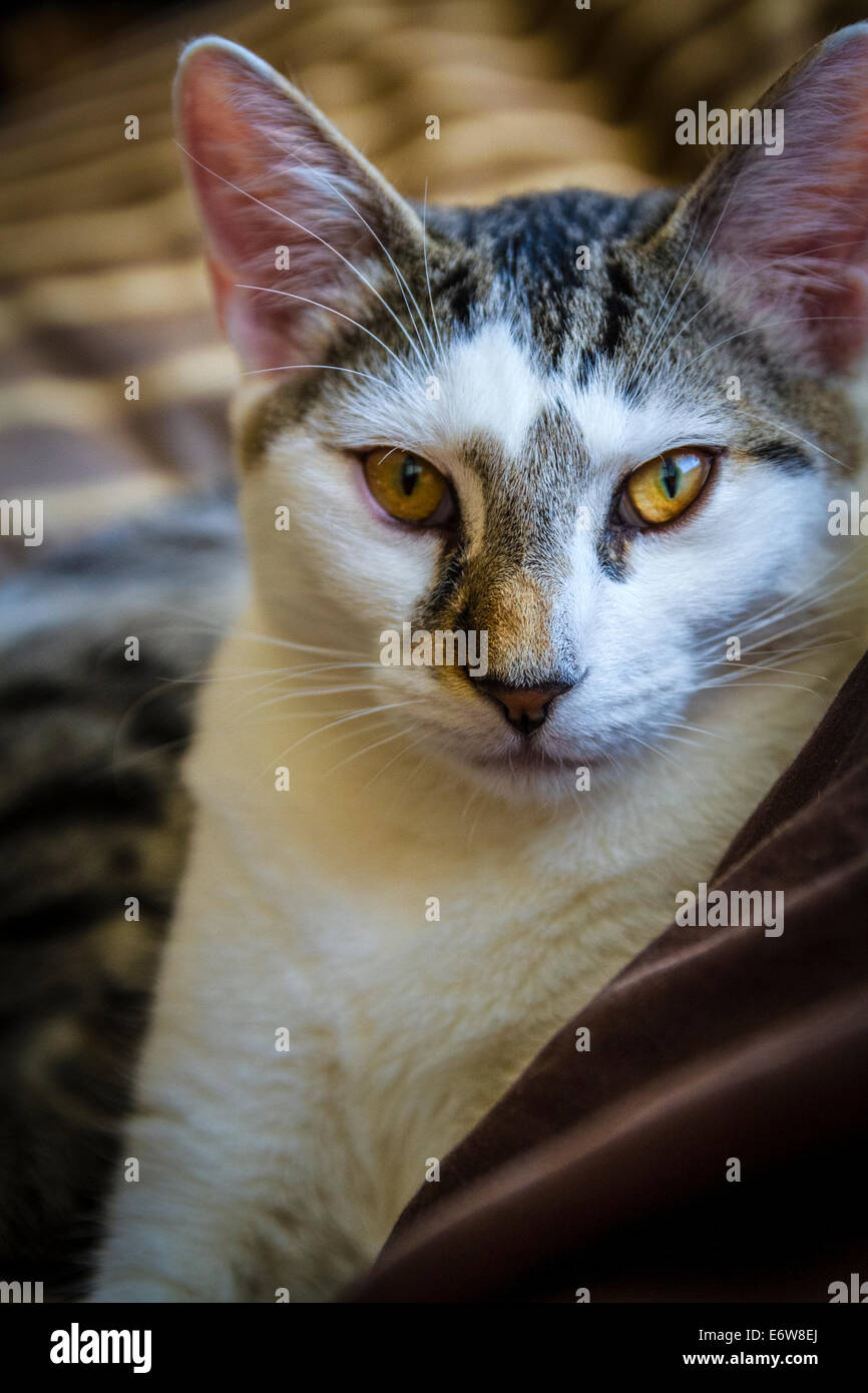 A beautiful Golden Eyed Adolescent cat Stock Photo - Alamy