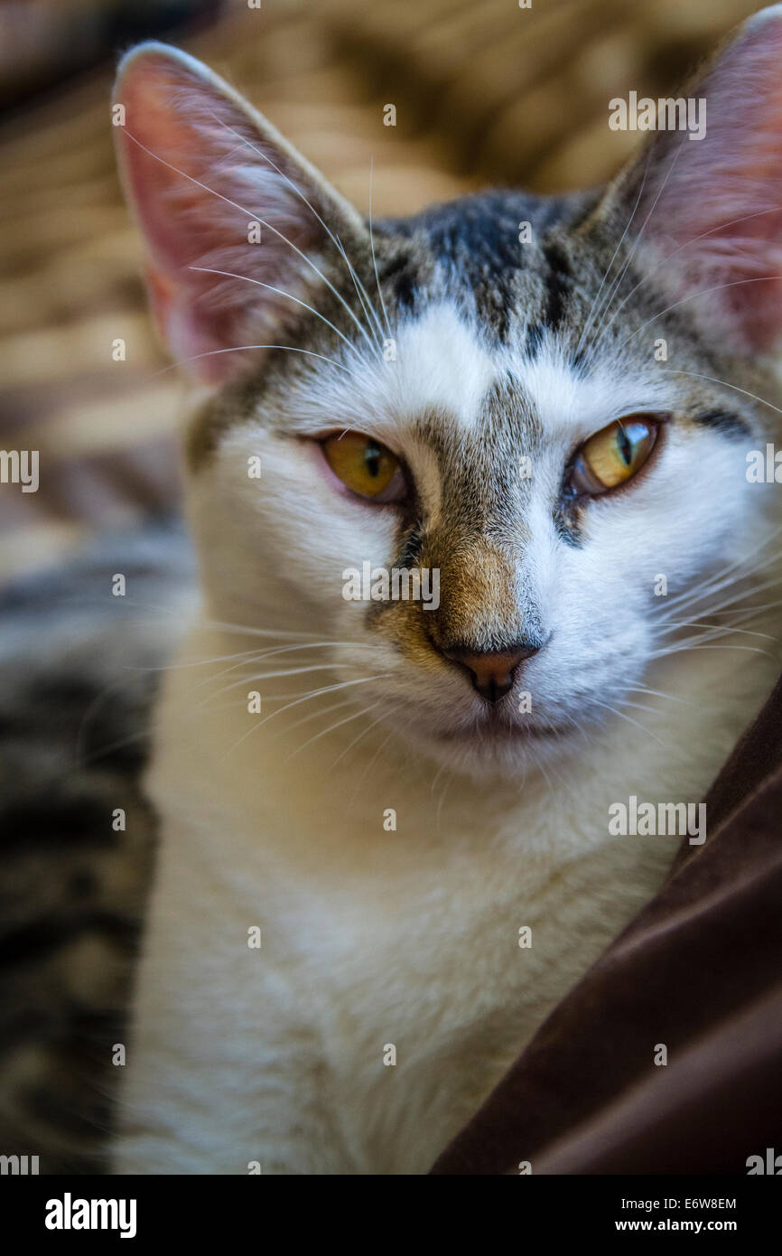 Gold eyed cat hi-res stock photography and images - Alamy