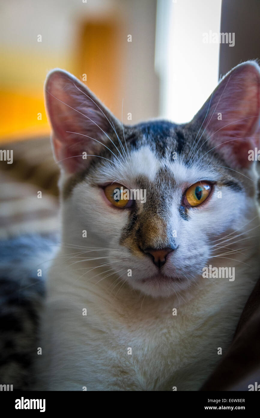 A beautiful Golden Eyed Adolescent cat Stock Photo - Alamy