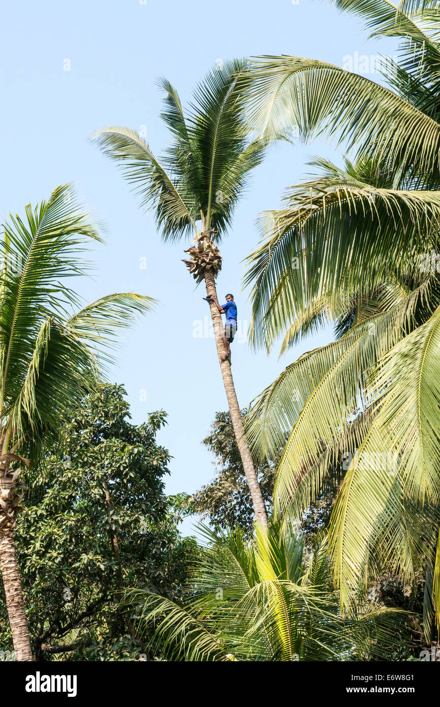 Female coconut collector hi-res stock photography and images - Alamy