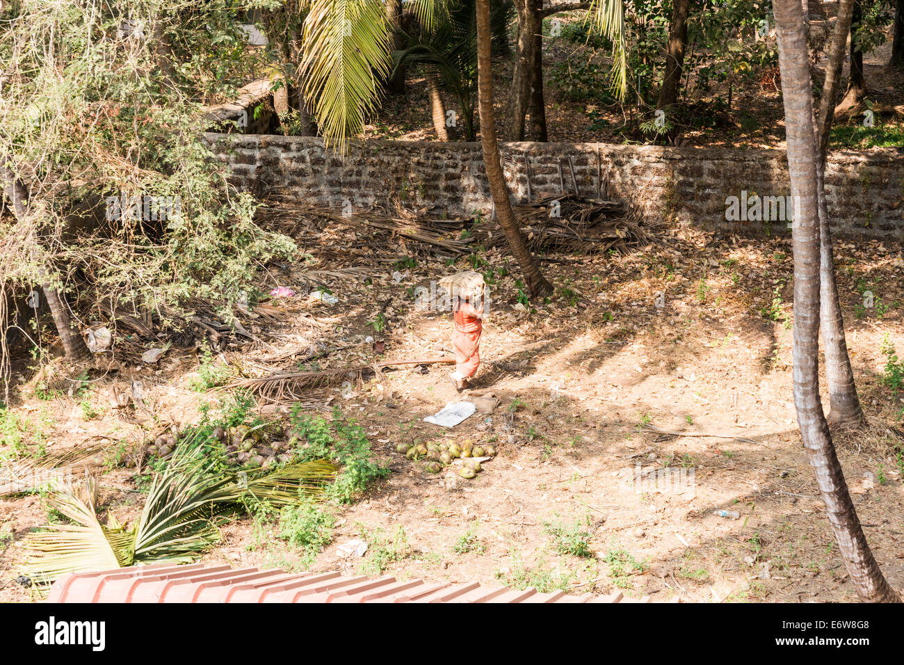 Female coconut collector hi-res stock photography and images - Alamy