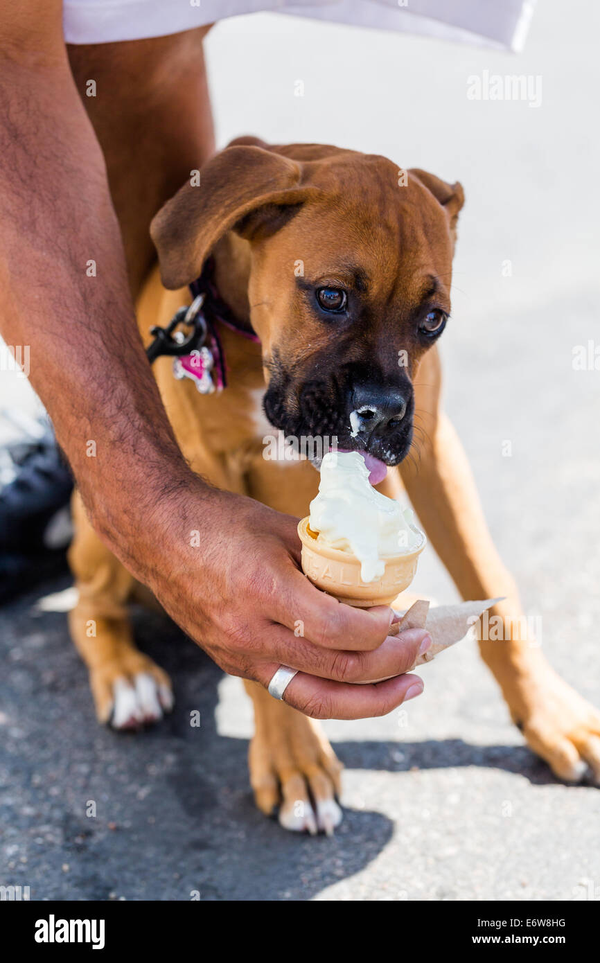 Annual hot dog day hi-res stock photography and images - Alamy