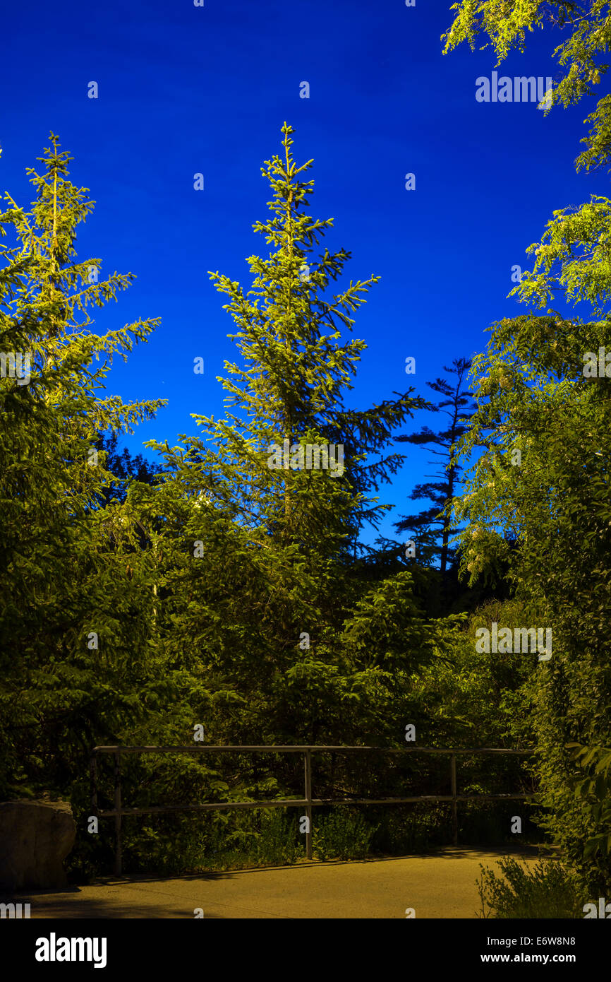 Conifer trees lit by street lights along a path in Oakville, Ontario ...