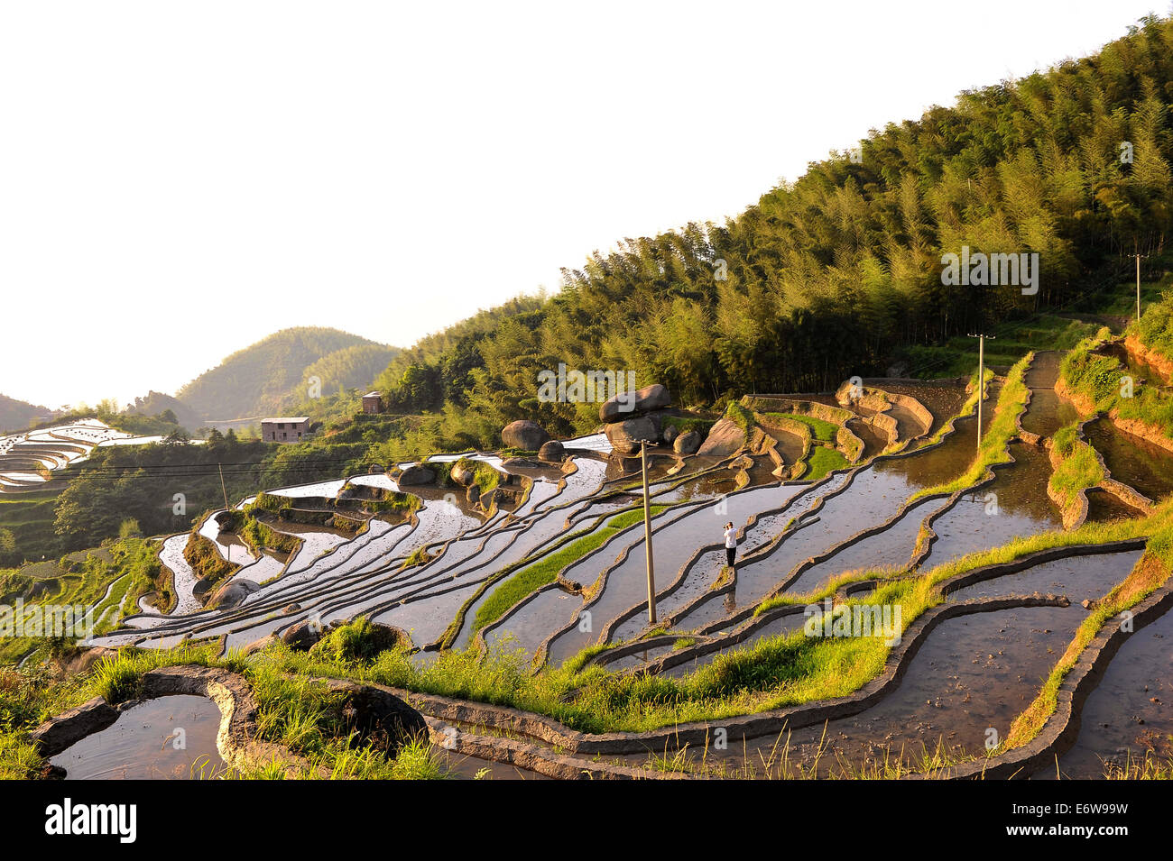 Hunan, China. 23rd May, 2013. JUNE 30: Farmers plant paddy on a terrace ...