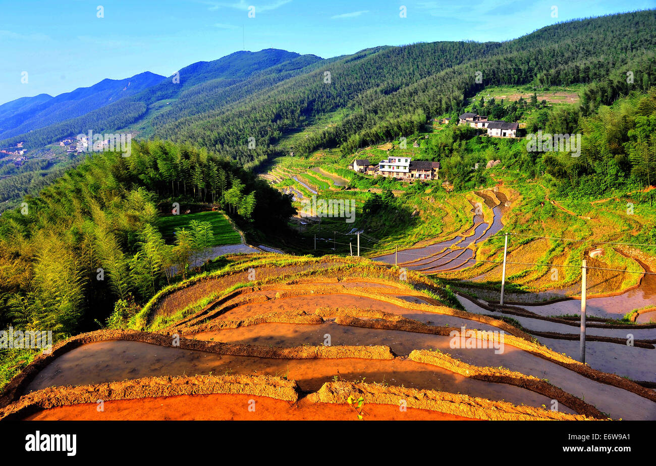 Hunan, China. 23rd May, 2013. JUNE 30: Farmers plant paddy on a terrace ...