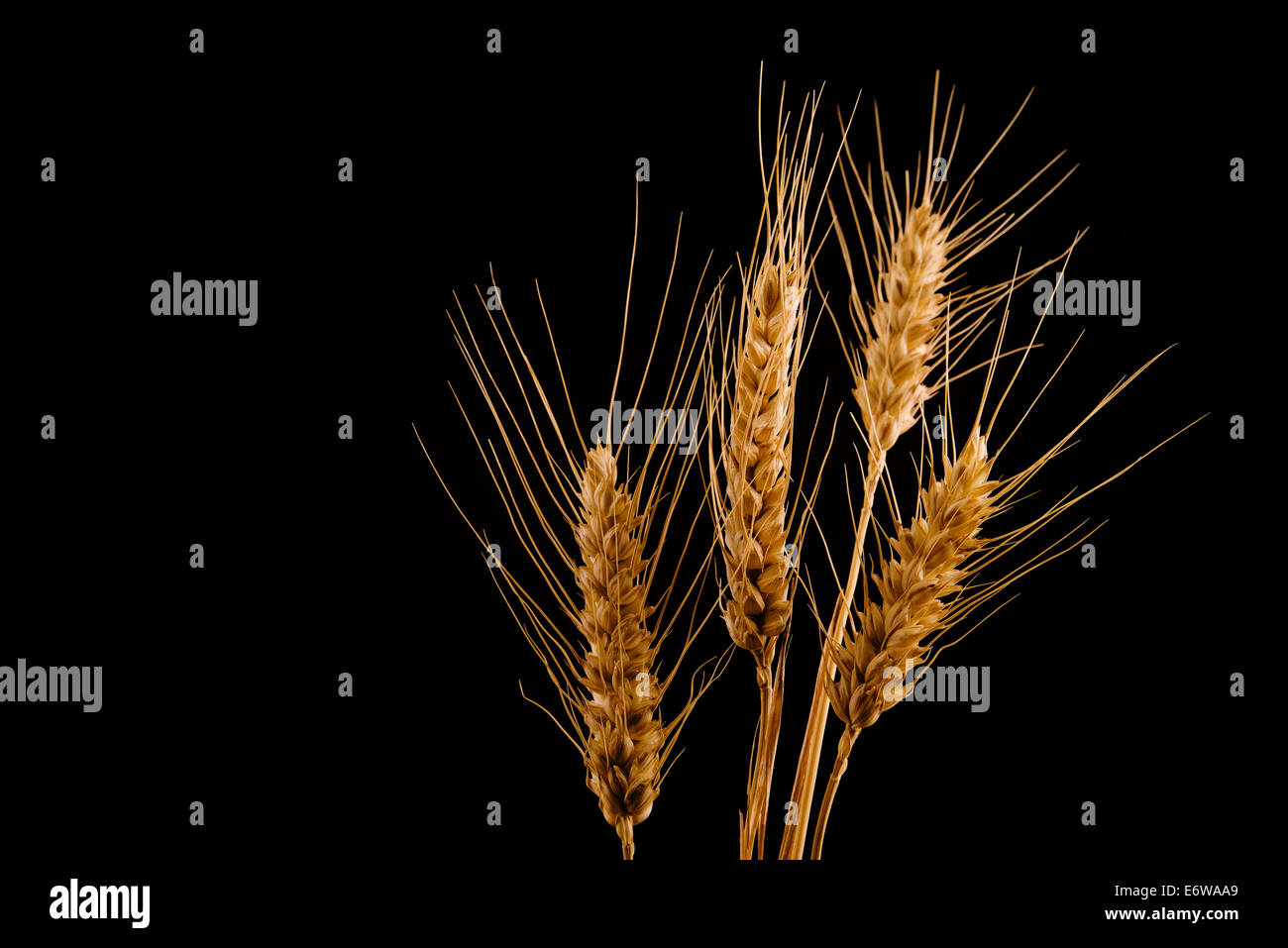 Wheat ears and straw isolated on black background with copy space ...