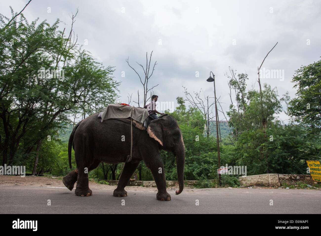 India man rides elephant hi-res stock photography and images - Alamy