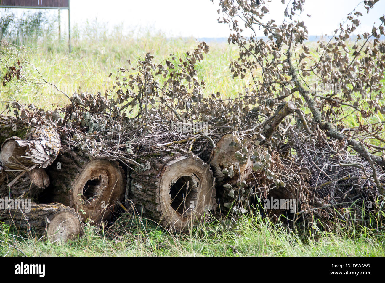 Clea rcutting hi-res stock photography and images - Alamy
