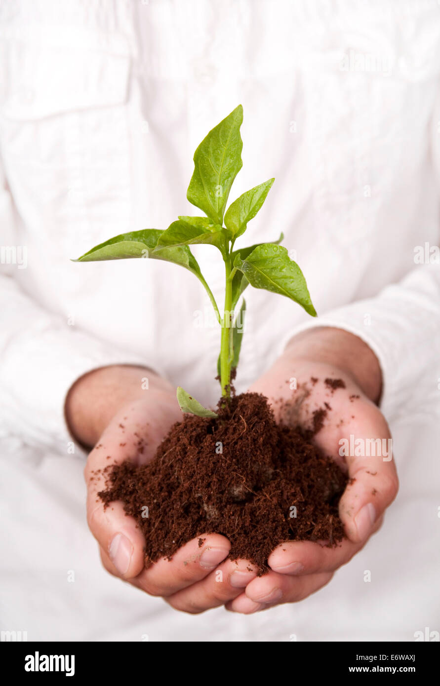 Hands holding plant sprouting from the soil Stock Photo - Alamy