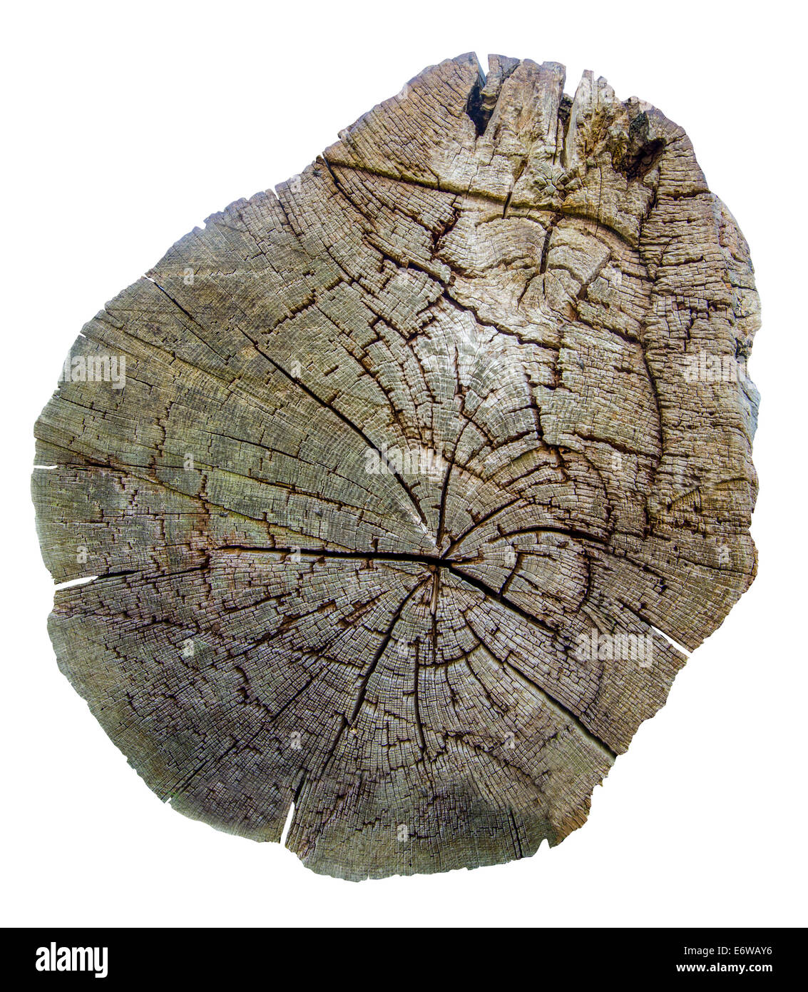 Tree cross section oak hi-res stock photography and images - Alamy