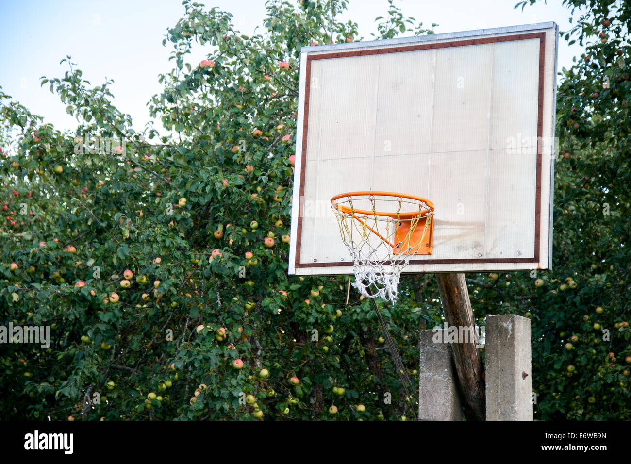 Basketball and apple trees Stock Photo - Alamy