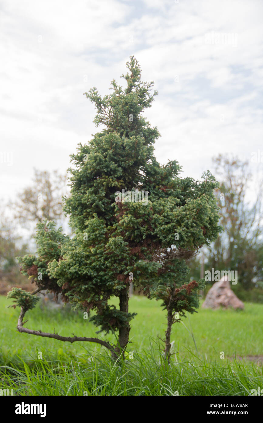 Small juniper tree hi-res stock photography and images - Alamy