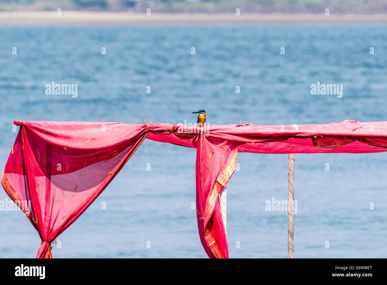 Kingfishers in Goa Stock Photo - Alamy