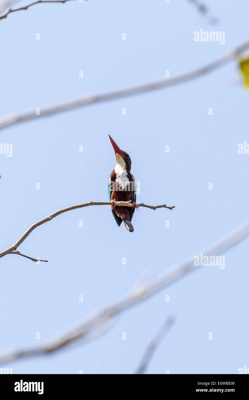 Kingfishers In Goa High Resolution Stock Photography and Images - Alamy