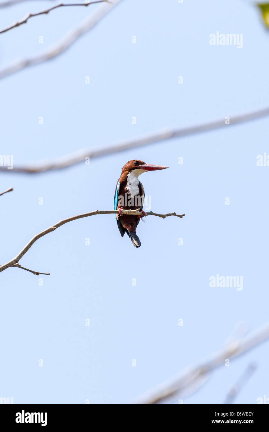Kingfishers in Goa Stock Photo - Alamy