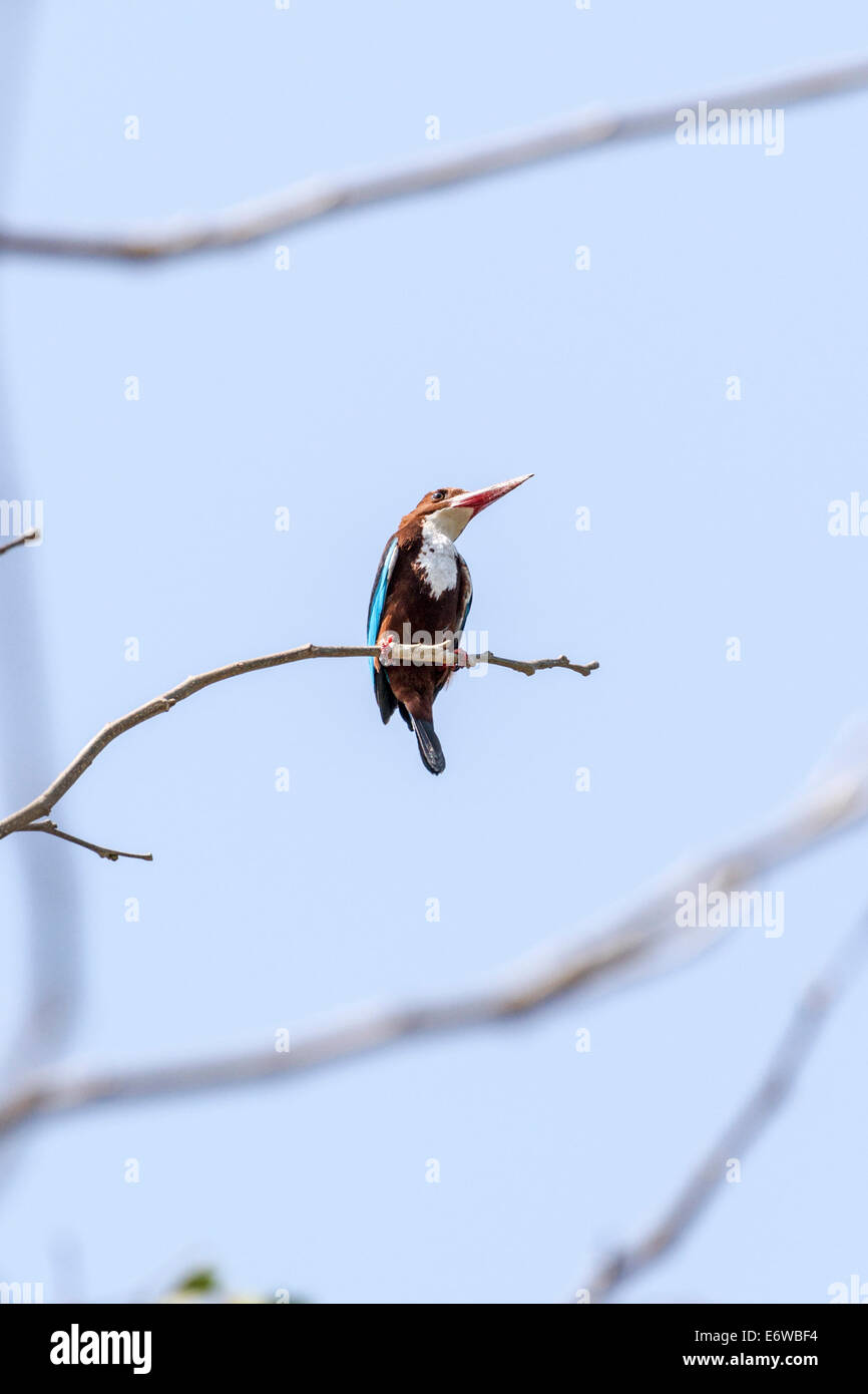 Kingfishers in Goa Stock Photo - Alamy