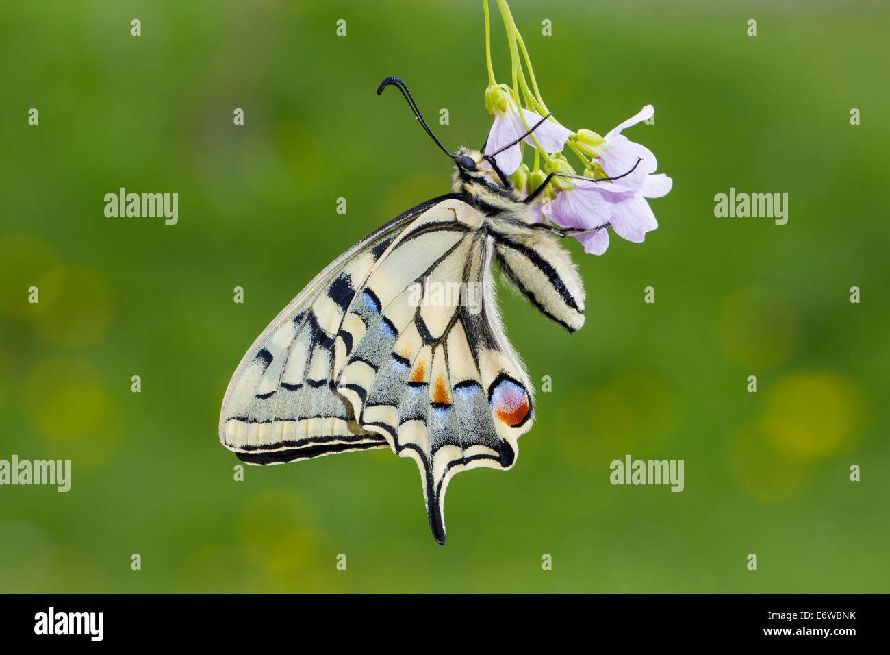 Common Yellow Swallowtail Old World Swallowtail Swallowtail papilio machaon schwalbenschwanz ...