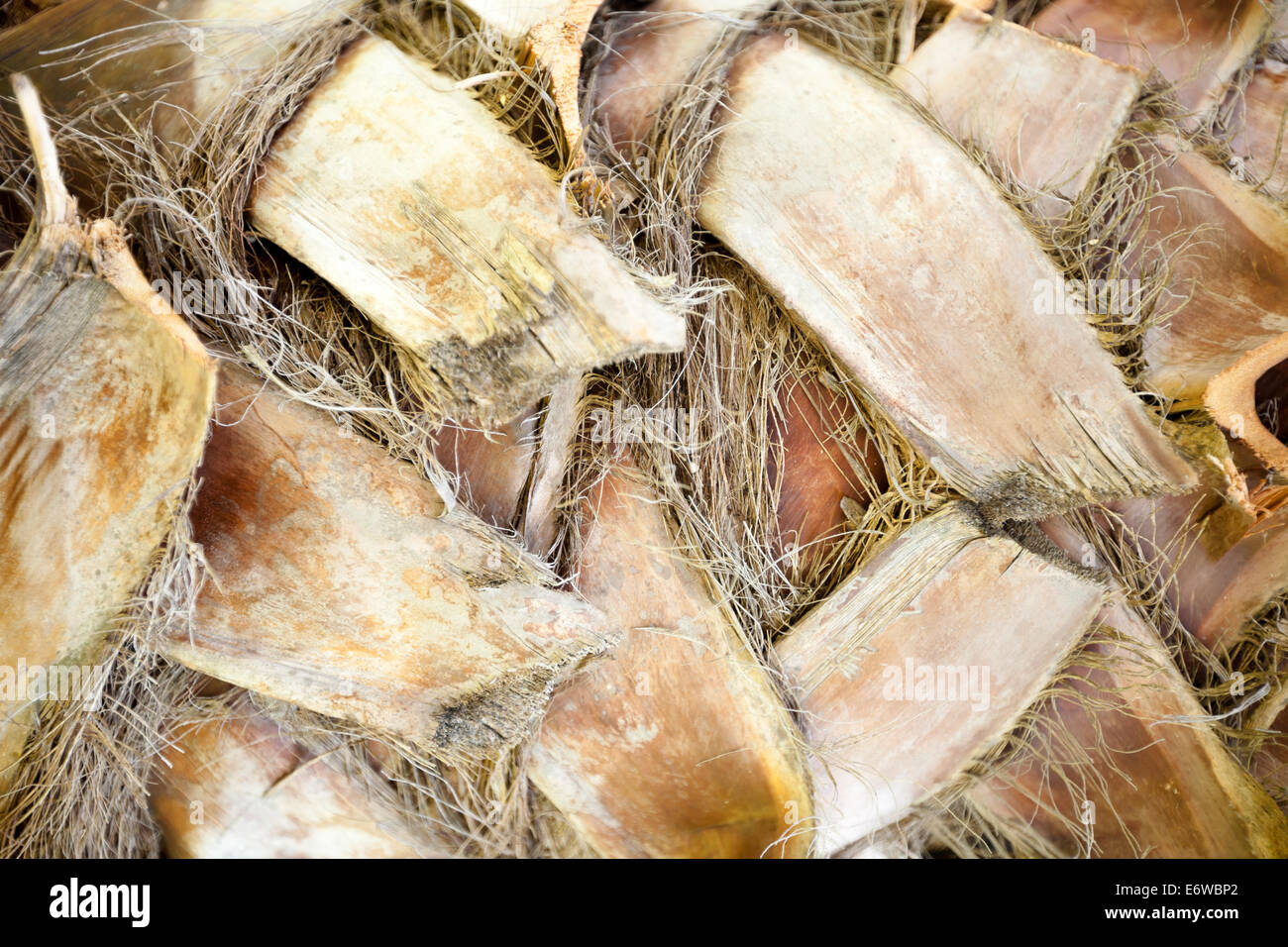 Palm tree texture close up shot Stock Photo - Alamy