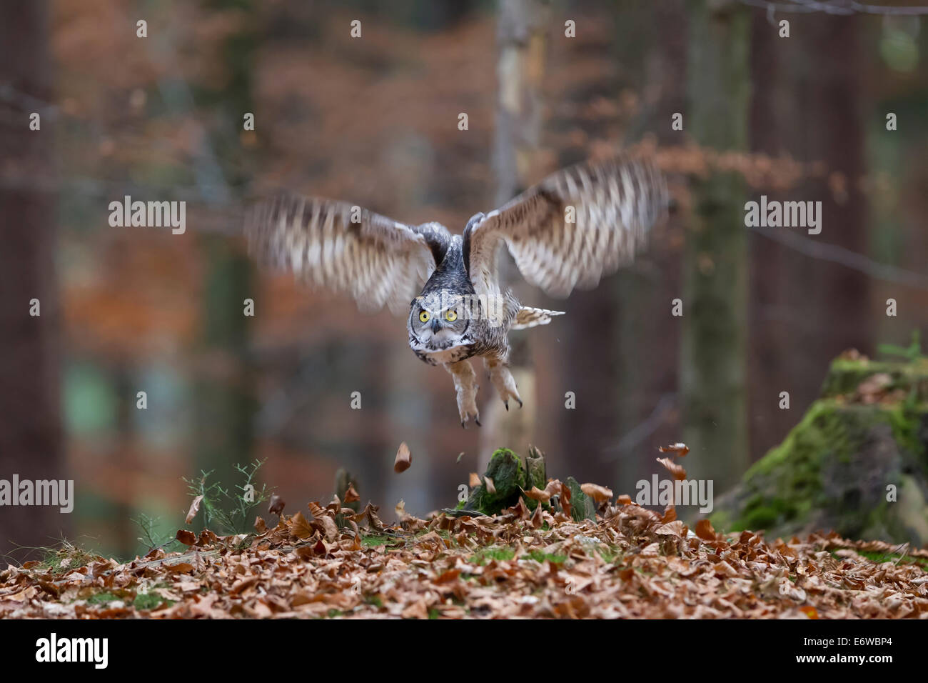 Bubo virginianus Great Horned Owl Virginia Uhu Stock Photo - Alamy