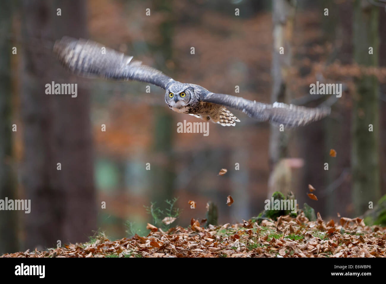 Bubo virginianus Great Horned Owl Virginia Uhu Stock Photo - Alamy