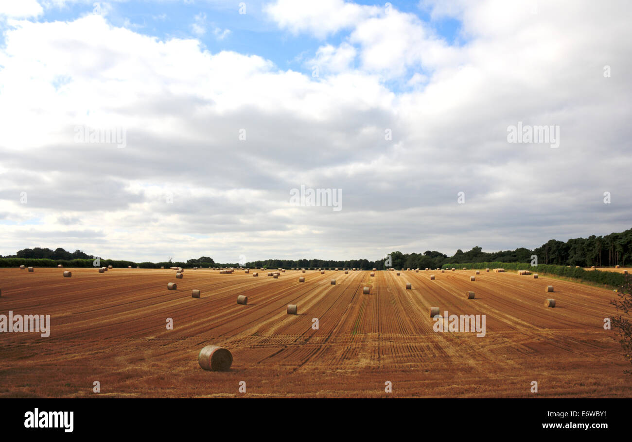A landscape in the Norfolk countryside after harvesting of grain crop ...