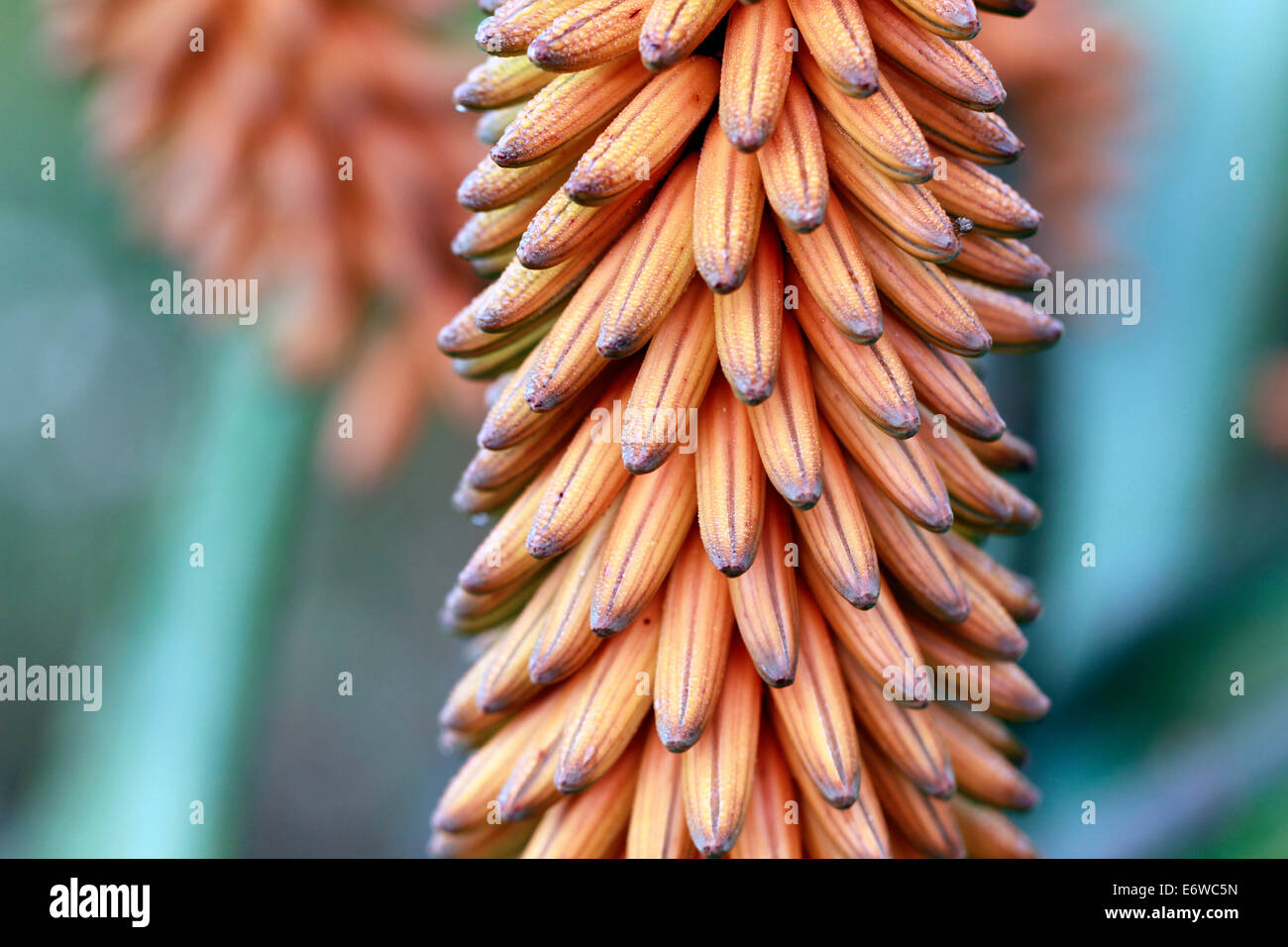 Detail of Aloe ferox (known as the Cape Aloe,Bitter Aloe,Red Aloe and ...