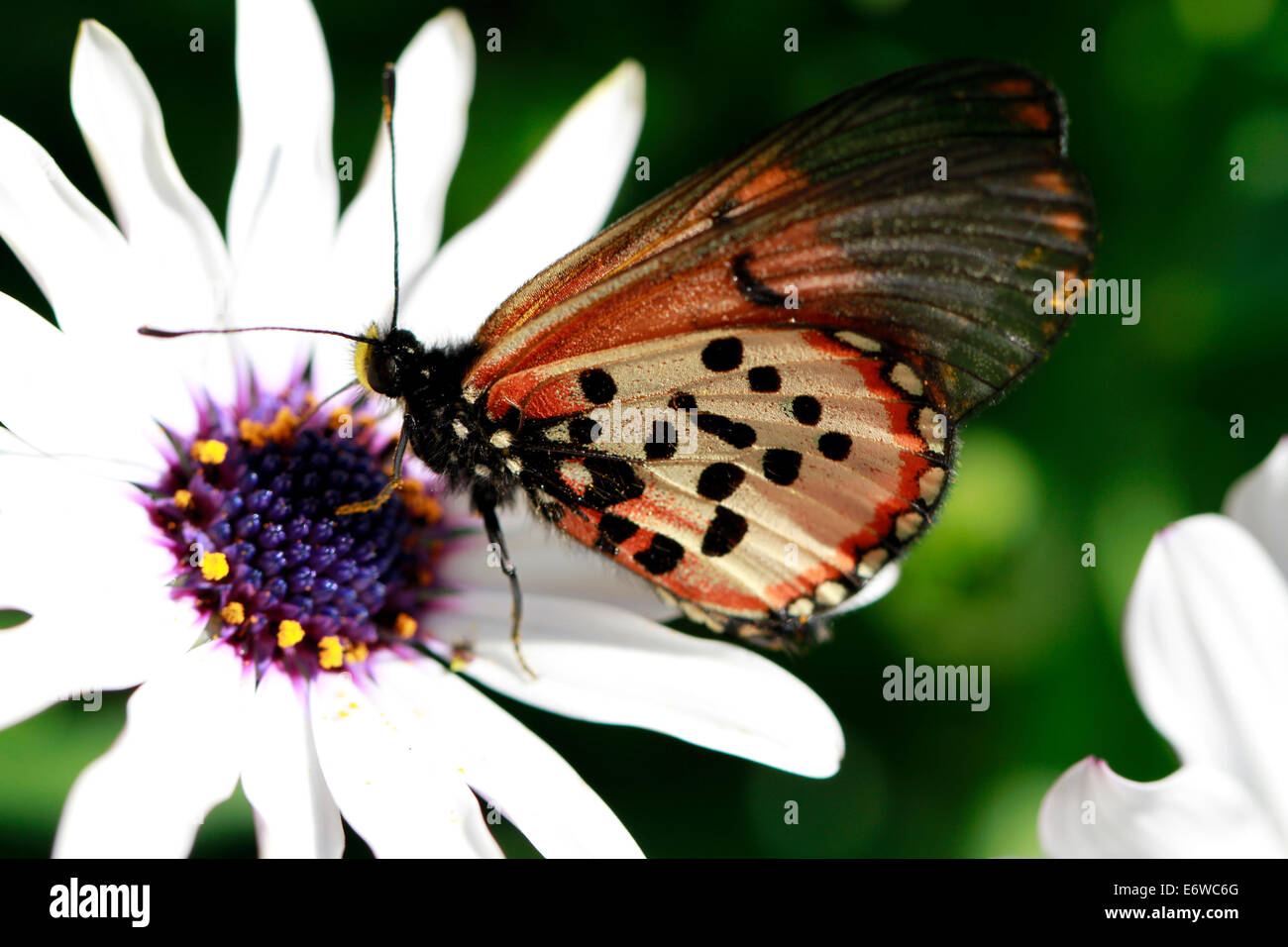 A Acraea horta or Garden Acraea butterfly on a flower. These are ...