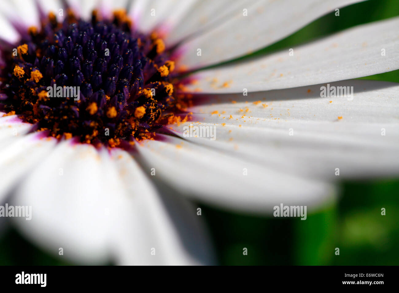 White daisy (Dimorphotheca nudicaulis) flower with pollen Stock Photo ...