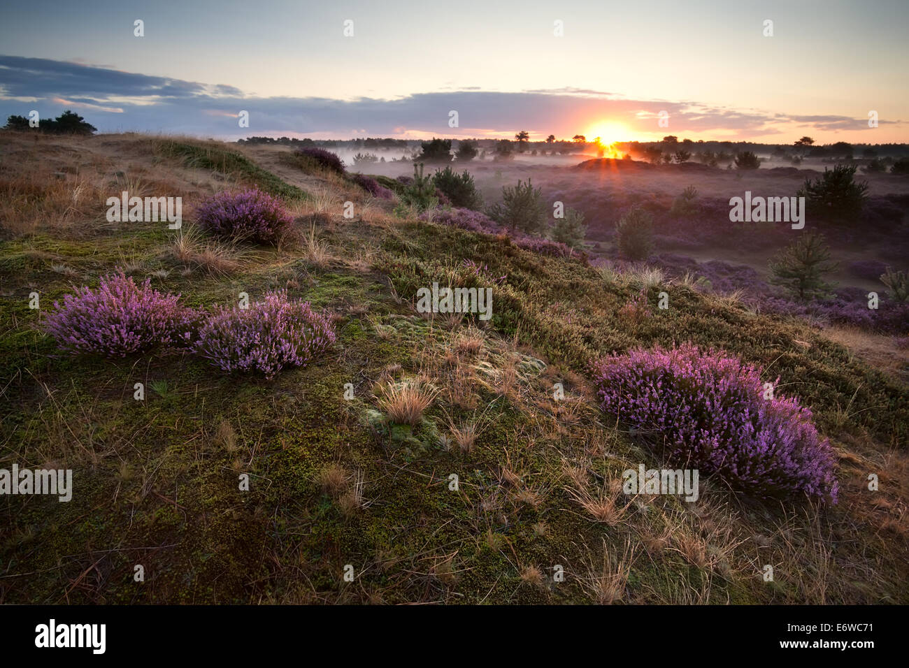 Sunshine over hills flowering hi-res stock photography and images - Alamy