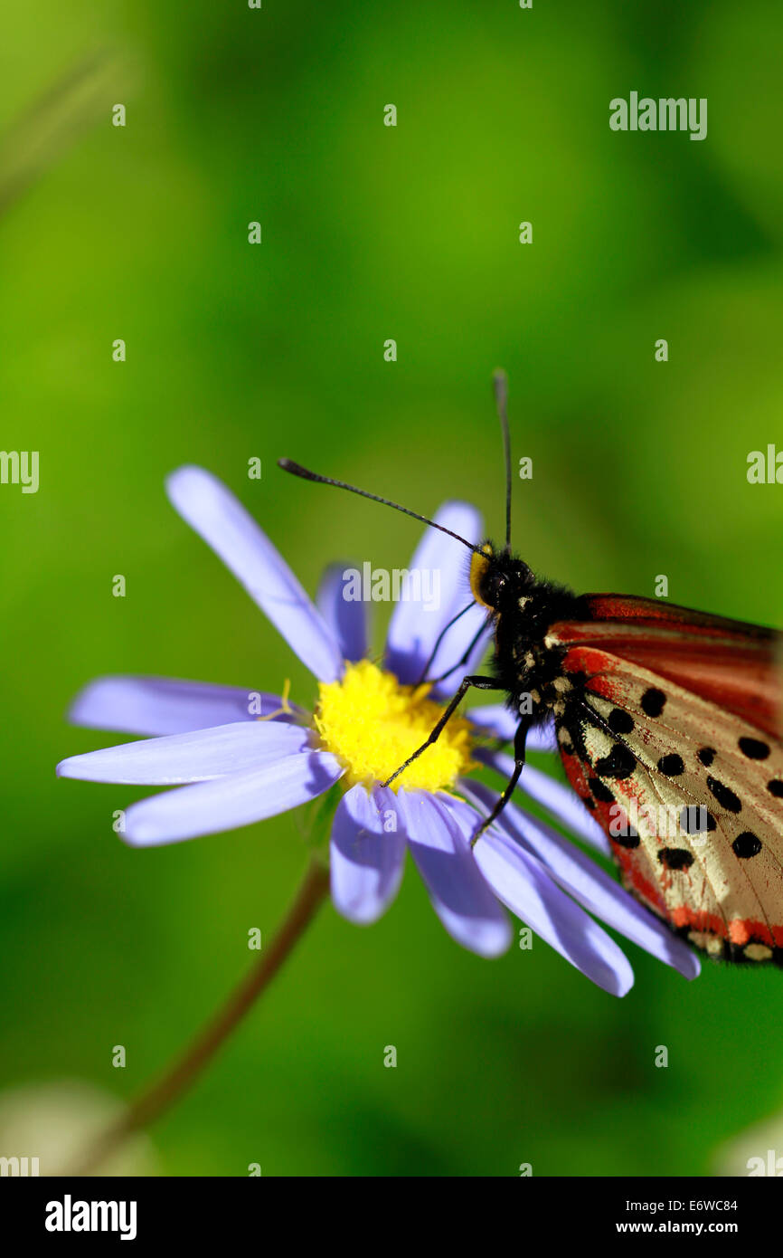 A Acraea horta or Garden Acraea butterfly on a flower. These are ...