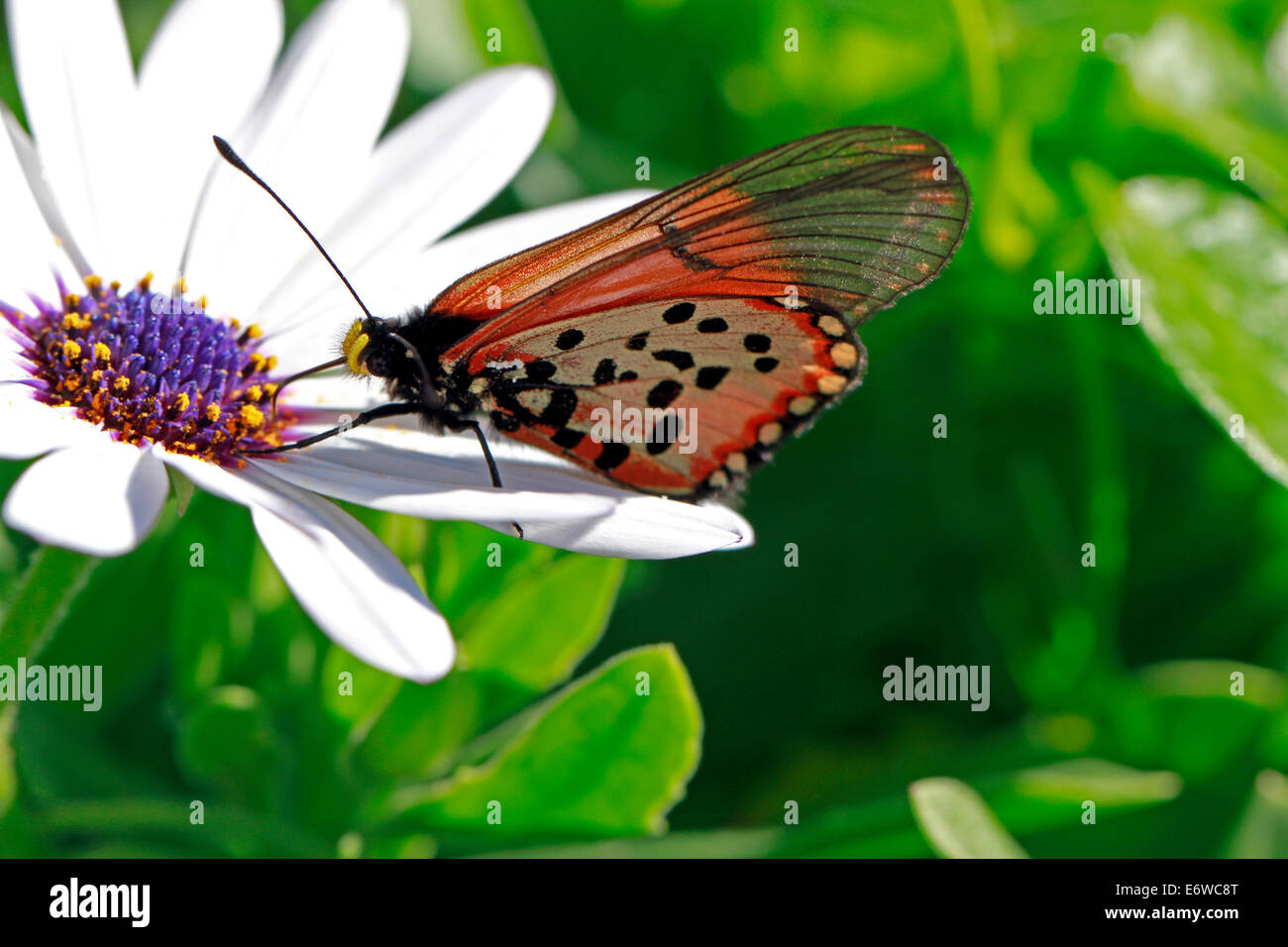 Acraea horta hi-res stock photography and images - Alamy