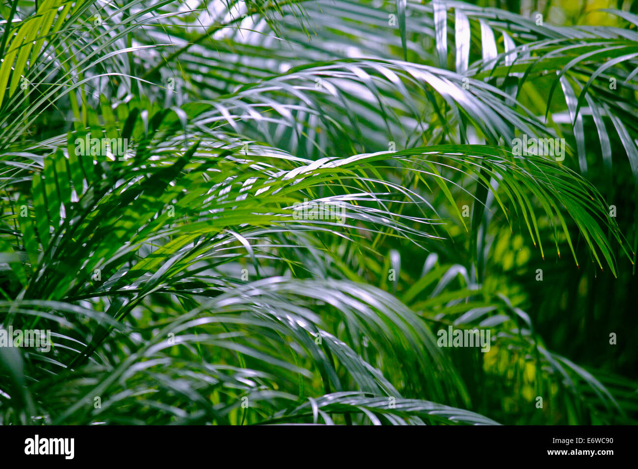 Chrysalidocarpus lutescens (Areca Palm Stock Photo - Alamy