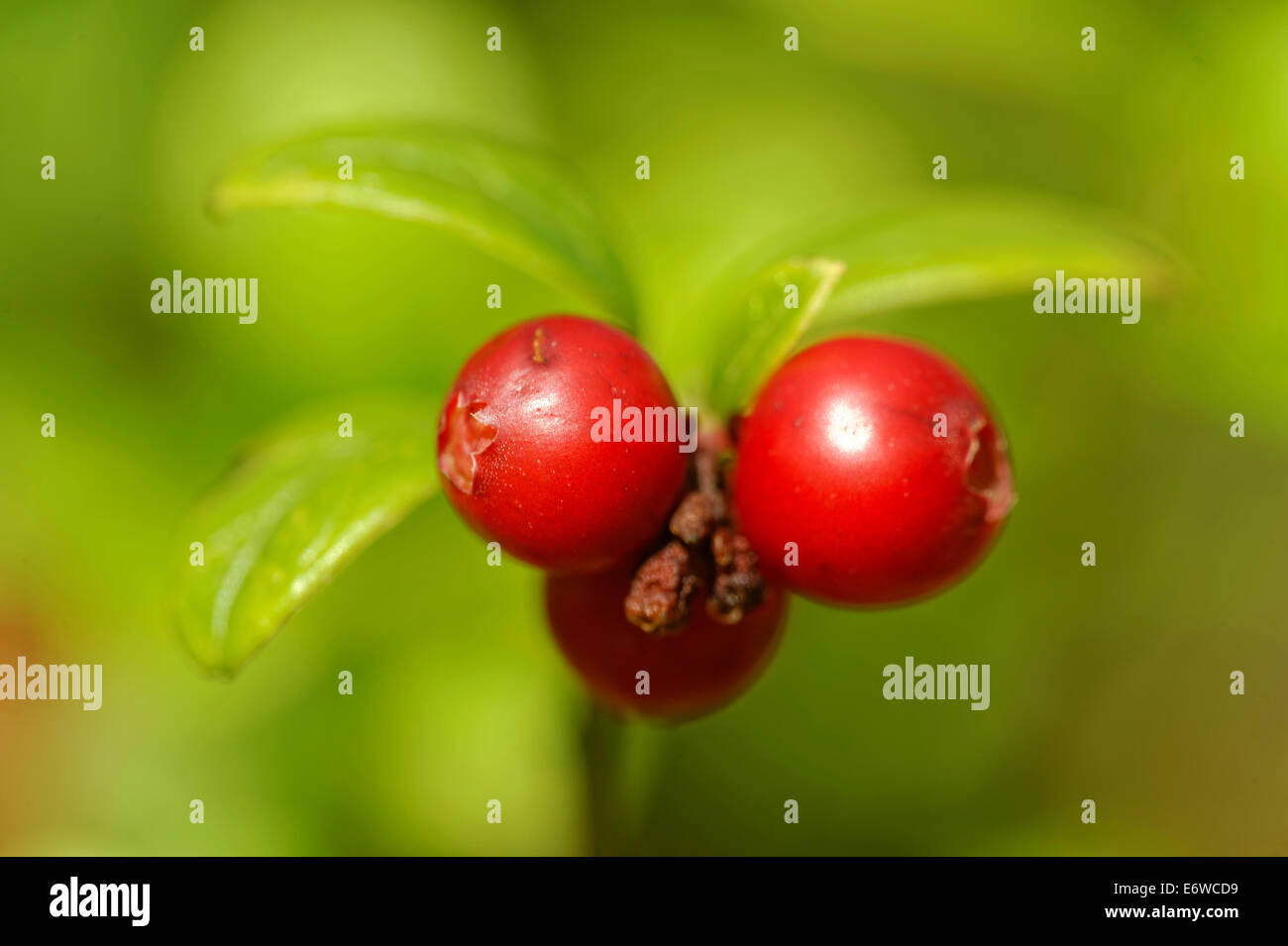 Foxberry - low evergreen shrub of high north temperate regions of ...