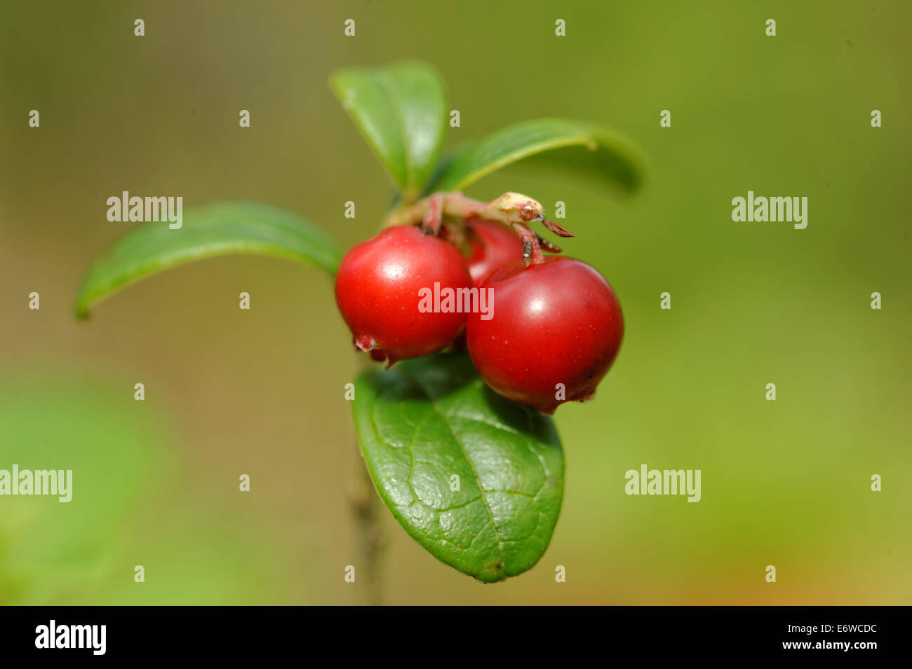 Foxberry - low evergreen shrub of high north temperate regions of ...