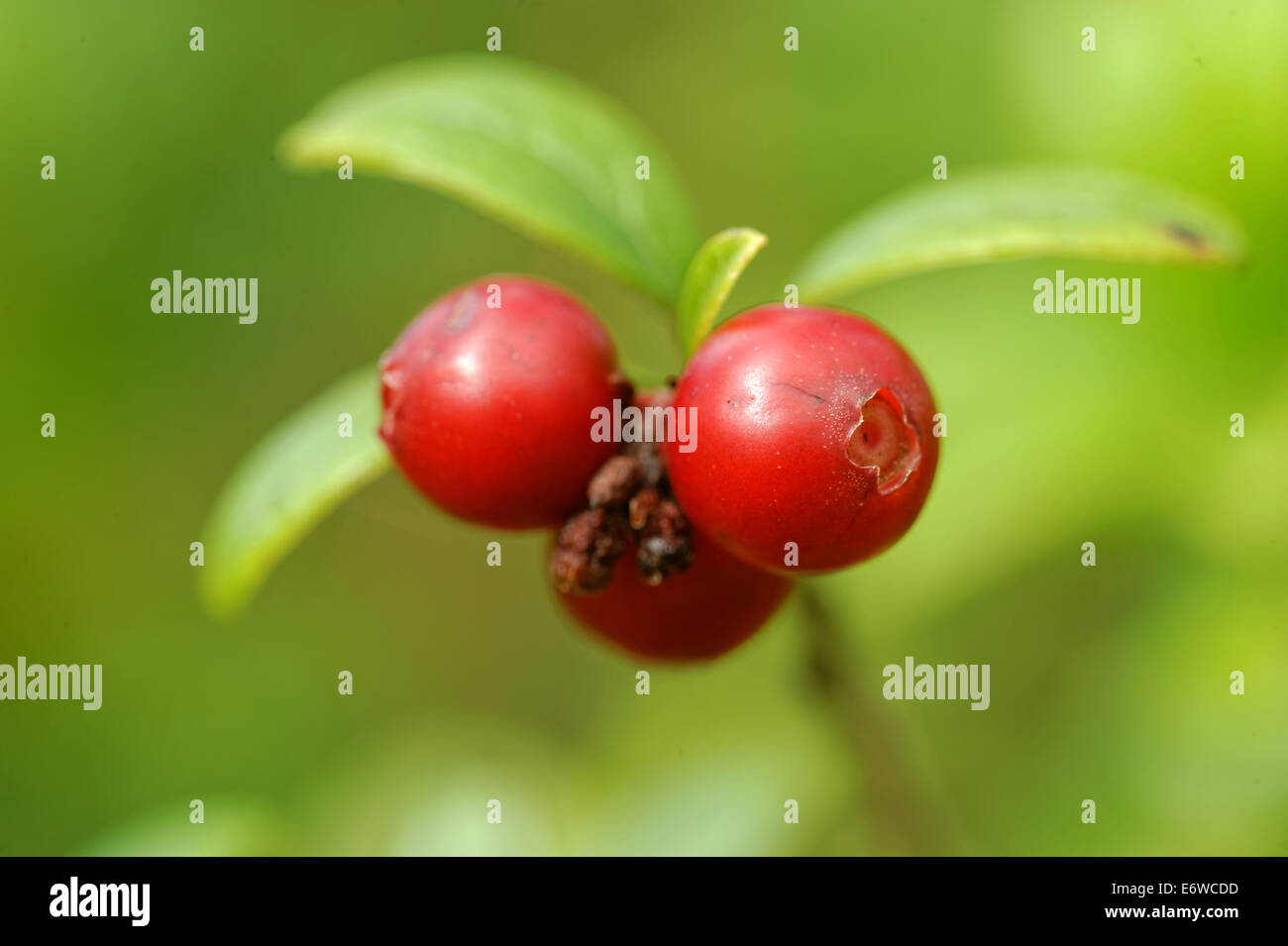 Foxberry - low evergreen shrub of high north temperate regions of ...