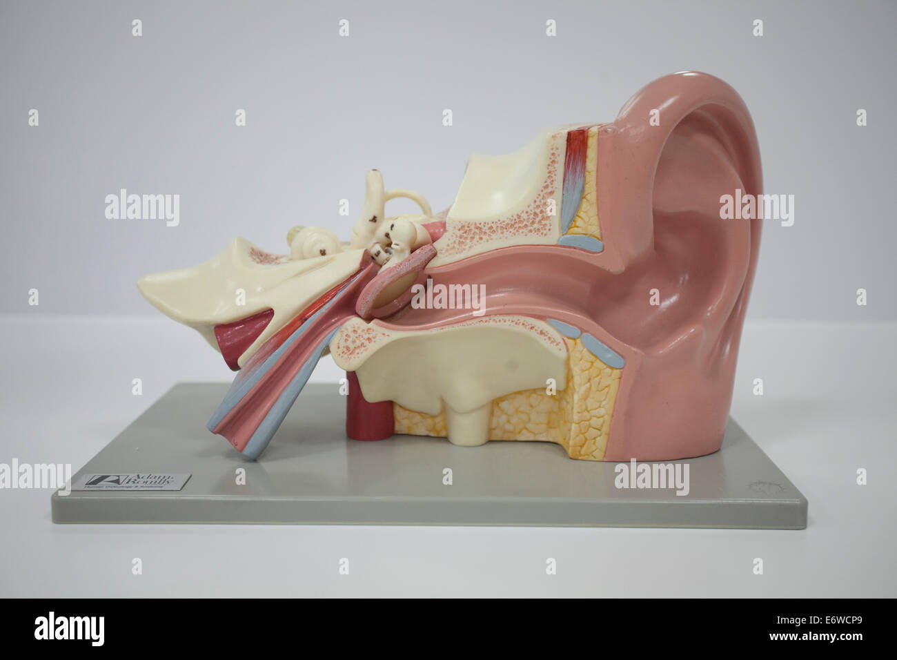 Inside of a human ear hi-res stock photography and images - Alamy
