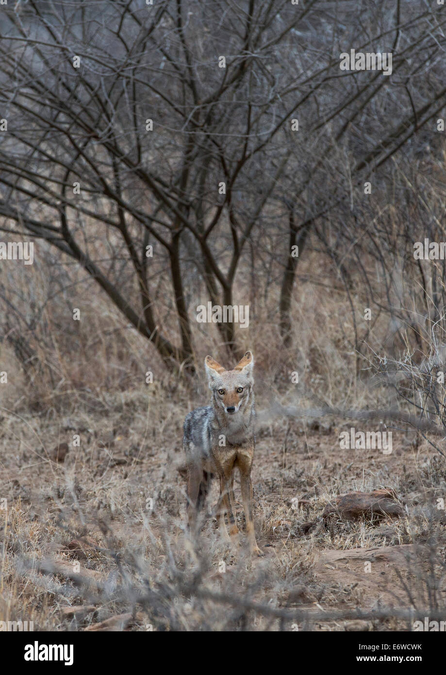 Awash animals hi-res stock photography and images - Alamy