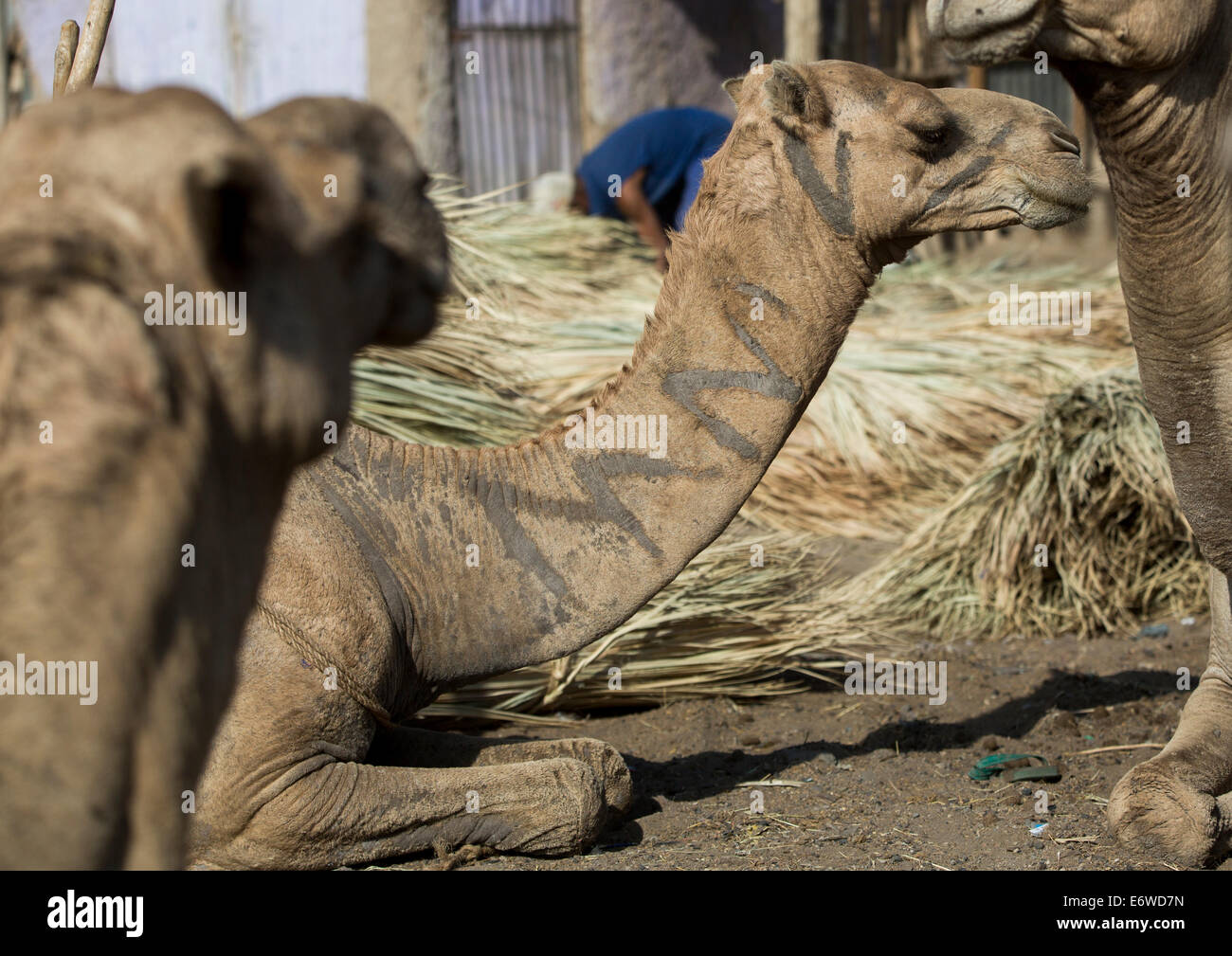 Afar camel hi-res stock photography and images - Alamy