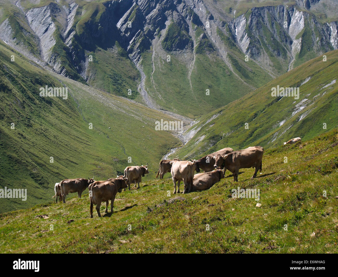 Switzerland animals hi-res stock photography and images - Alamy