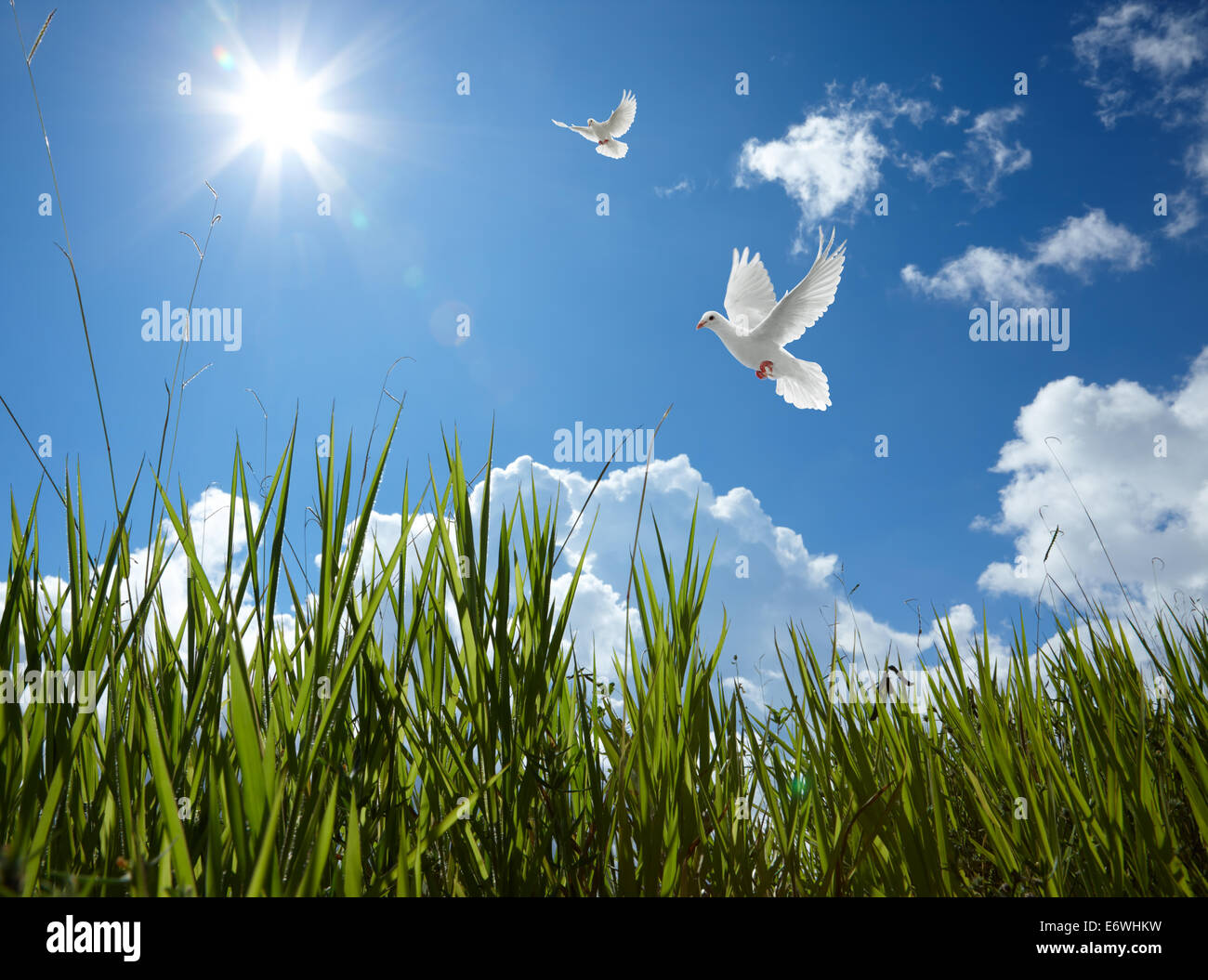 scenic of sky with doves and grass Stock Photo - Alamy