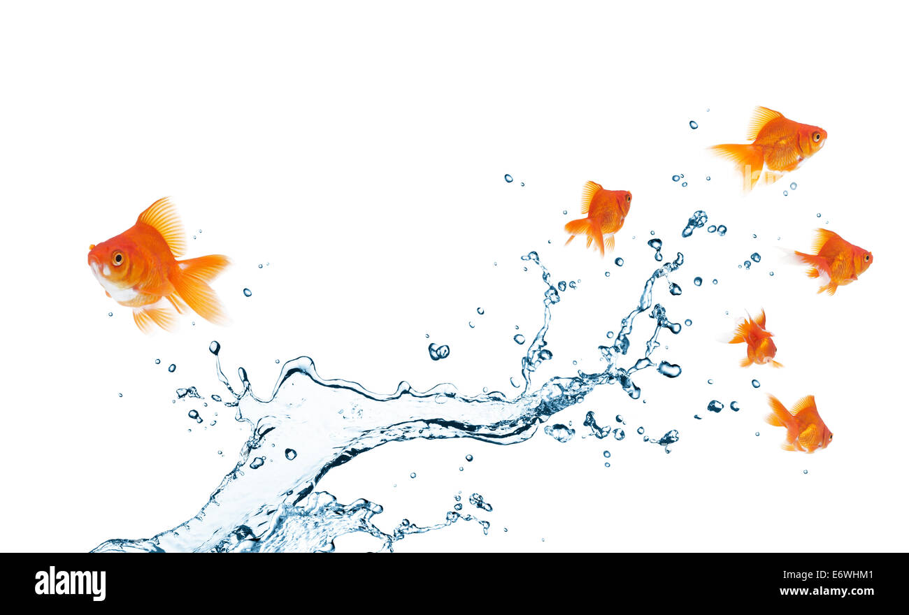 Separate animal Cut Out Stock Images & Pictures - Alamy