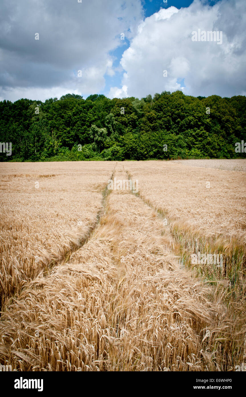 Mametz wood hi-res stock photography and images - Alamy