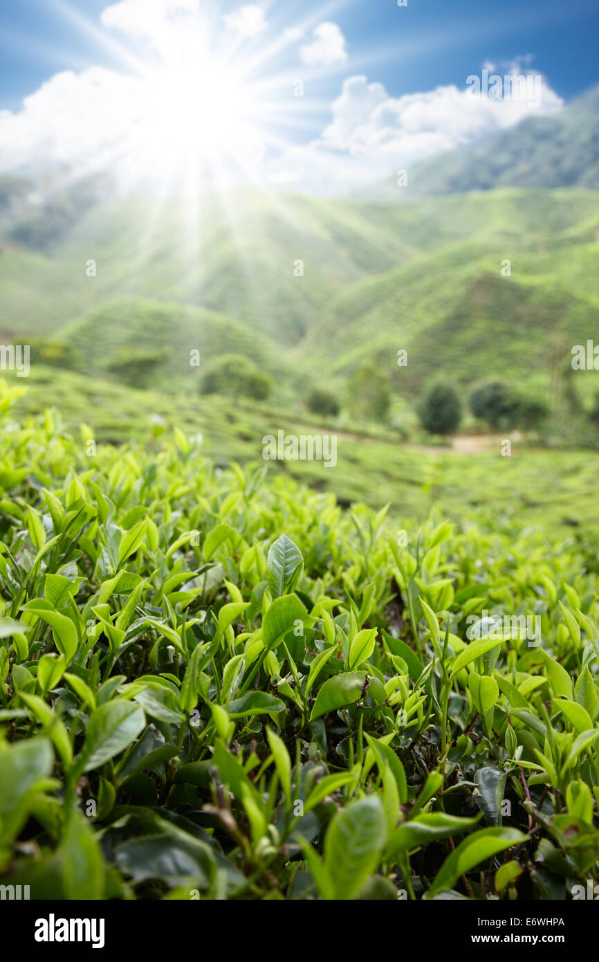 tea farm in Cameron Highlands on sunny day Stock Photo - Alamy