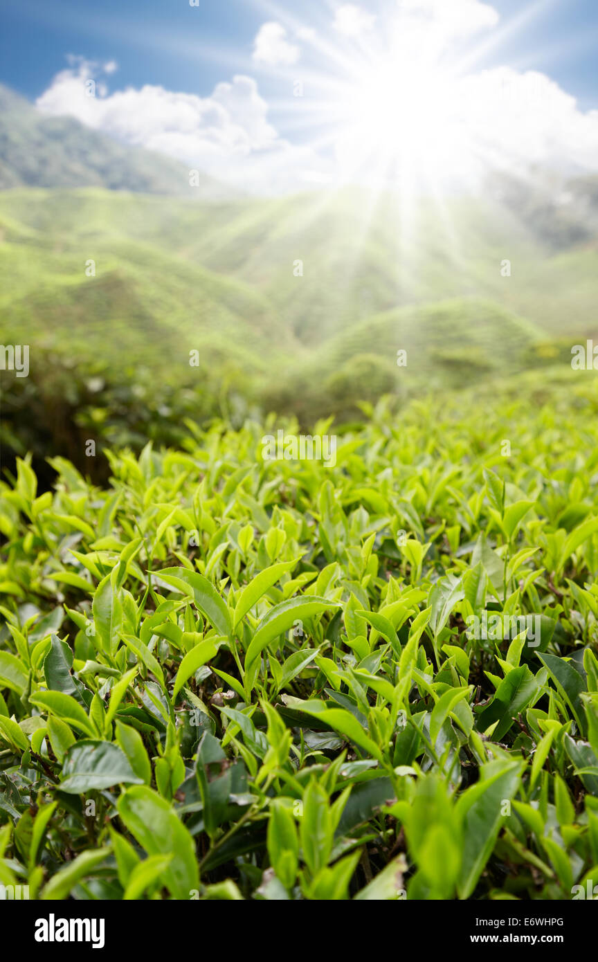 tea farm in Cameron Highlands on sunny day Stock Photo - Alamy