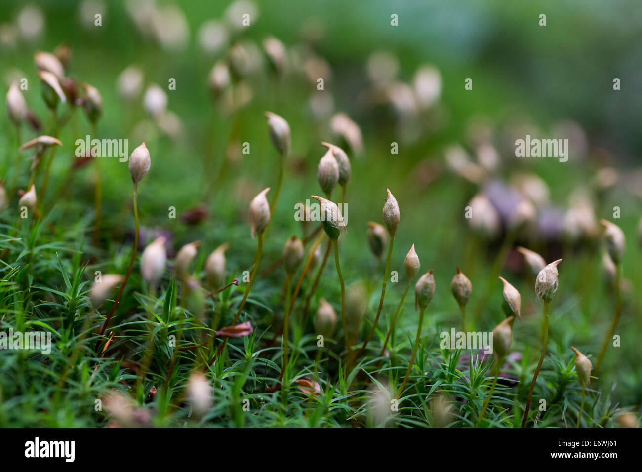 Many green fresh little buds closeup Stock Photo - Alamy