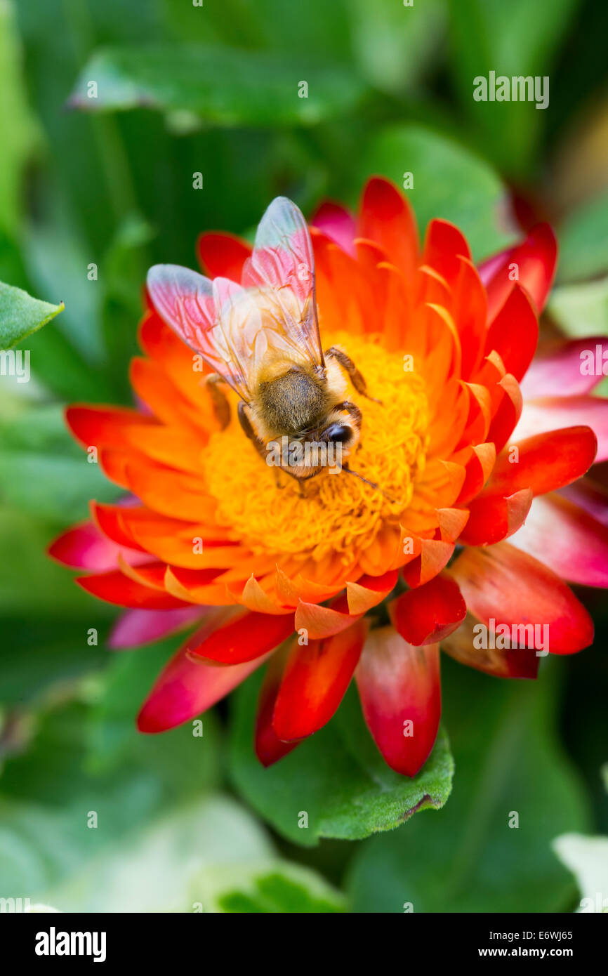 Bee and orange blossom hi-res stock photography and images - Alamy