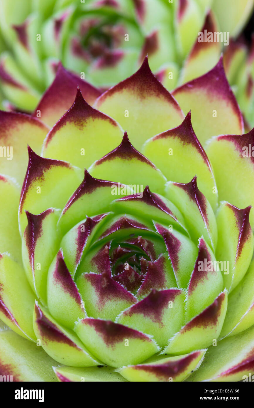 Violet cactus hi-res stock photography and images - Alamy